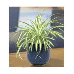 Deroma 7.5" Blue Pryor Bowl Ceramic Planter at Menards®