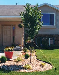 Master Mark Plastics® Heavy-Duty Tree Staking Kit at Menards®