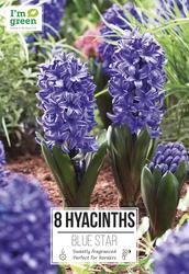 Hyacinths "Blue Star" Flower Bulbs - 8 Count at Menards®