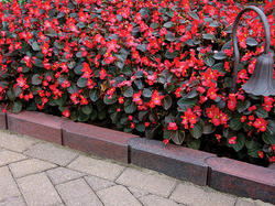 3-3/8 x 11-3/4 x 3-3/8 Red Interloc Edger Block at Menards®