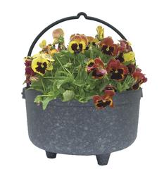 10" Cauldron Plant - Assorted Varieties at Menards®