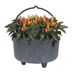 10" Cauldron Plant - Assorted Varieties at Menards®