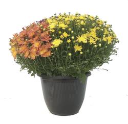 14" Patio Mum at Menards®