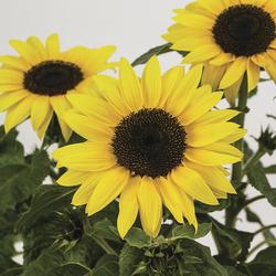 #1 Sunflower Plant at Menards®