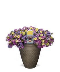 12" Burpee Planter - Assorted Varieties at Menards®