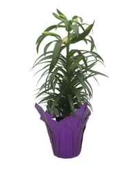 6" L.A. Lily Plant at Menards®