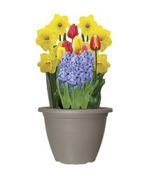 8" Mixed Bulb Combo Plant at Menards®