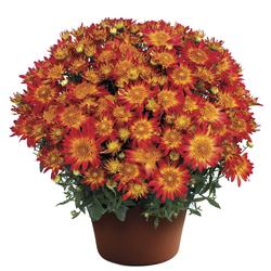 2.5 qt. Pot Novelty Mums Plant at Menards®