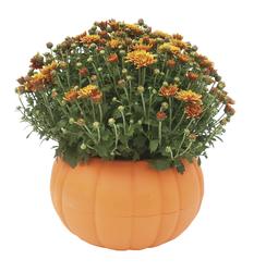 8" Pumpkin Mum Plant at Menards®
