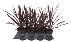 Quart Red Star Spike Plant at Menards®