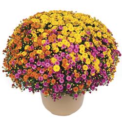 10" Tri-Color Mum Drop-In Plant at Menards®