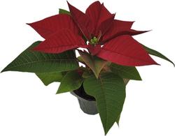 2" Mini Poinsettia Live Christmas Plant at Menards®