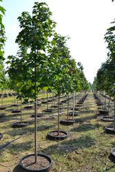 #10 Emerald Queen Maple Tree at Menards®