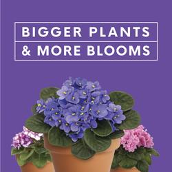 Schultz® African Violet Potting Soil Mix - 8 qt. at Menards®