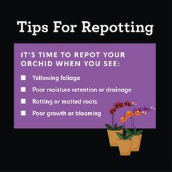 Schultz® Orchid Potting Soil Mix - 8 qt. at Menards®