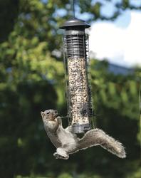 Audubon Dragonfly Squirrel-Resistant Tube Bird Feeder at Menards®