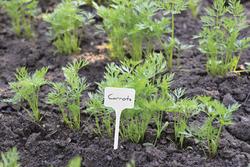 Master Garden™ 6" Plastic "T" Plant Labels - 10 Pack at Menards®