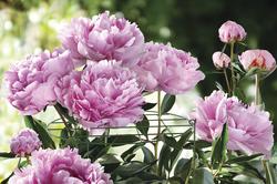 Master Garden™ 16" Grow Through Grid Plant Support at Menards®