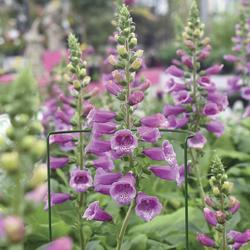 Master Garden™ 30" Green U-Shaped Plant Support at Menards®