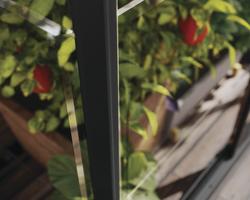 Palram® Canopia® Ivy 4' x 2' Mini Greenhouse - Black at Menards®