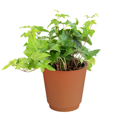 4" Ivy in Decorative Pot at Menards®