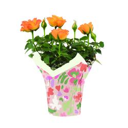 4" Mini Rose Monet House Plant - Assorted Styles at Menards®