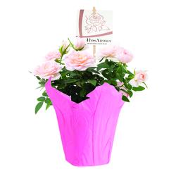 4" RosAroma House Plant at Menards®