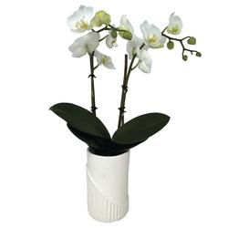4" Stella Orchid House Plant at Menards®