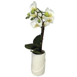 4" Stella Orchid House Plant at Menards®
