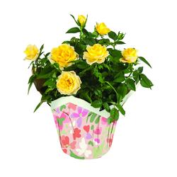 6" Mini Rose Monet House Plant - Assorted Styles at Menards®