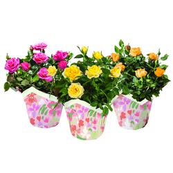 6" Mini Rose Monet House Plant - Assorted Styles at Menards®
