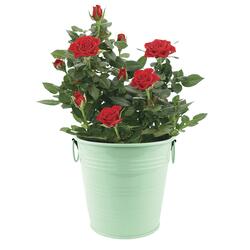 Buzzy® Mini Rose Grow Kit at Menards®