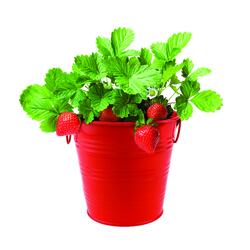 Buzzy® Strawberry Grow Kit at Menards®