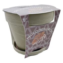 Philodendron Granite Terra Cotta Pot Grow Kit at Menards®