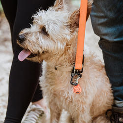 Tickless® Pet Orange Ultrasonic Tick & Flea Repellent for Dogs at Menards®