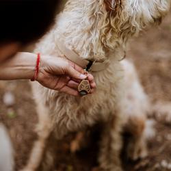 Tickless EcoPet® Brown Ultrasonic Tick & Flea Repellent for Dogs at ...