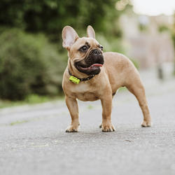 Tickless® Mini Dog Neon Yellow Ultrasonic Tick & Flea Repellent for ...