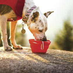 Kurgo® Barn Red Collaps-A-Bowl Dog Bowl at Menards®