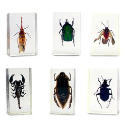 The Nature Collections: Scorpions, Spiders, and Bugs Set 1 at Menards®