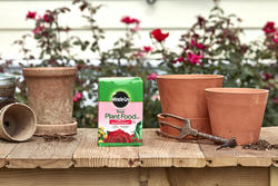 Miracle-Gro® 18-24-16 Water Soluble Rose Plant Food - 1.5 lb. at Menards®