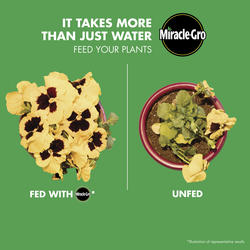 Miracle-Gro® Ready-to-Spray Garden Feeder with All Purpose Plant Food ...