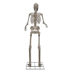 Pumpkin Hollow™ 8' Animated LED Skeleton with Sound Halloween Décor at ...