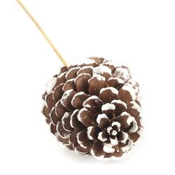 Enchanted Forest® 22" Jumbo White Pinecone Pick at Menards®
