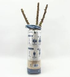 #1 1/2 Packaged Dormant Rose Bush at Menards®