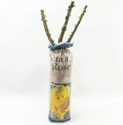 #1 1/2 Packaged Dormant Rose Bush at Menards®