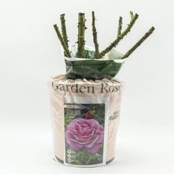 #1 Potted Dormant Rose at Menards®