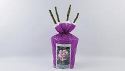 #1 Potted Dormant Rose at Menards®