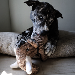 Steel Dog Ruffian Dino Mammoth Dog Toy at Menards®