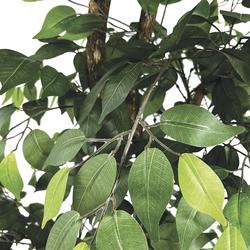 VerDecor 7' Artificial Ficus Tree in Designer Pot at Menards®