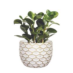 4" Peperomia Obtusifolia House Plant at Menards®